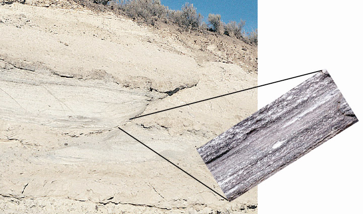 Dynamic Metamorphism
